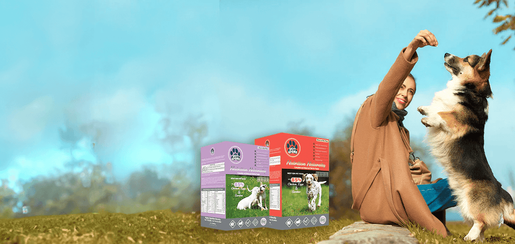 Right4Paws • Right4Paws