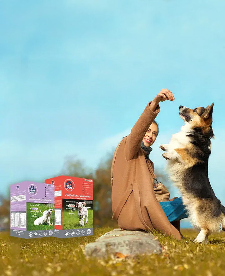 Right4Paws • Right4Paws